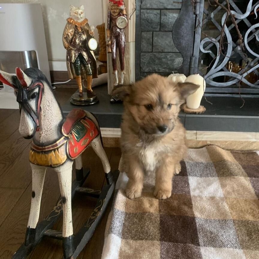 Щенки пушистые медвежата метисы