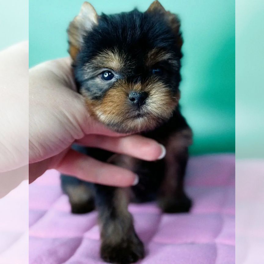 Йоркширский терьер, щенок