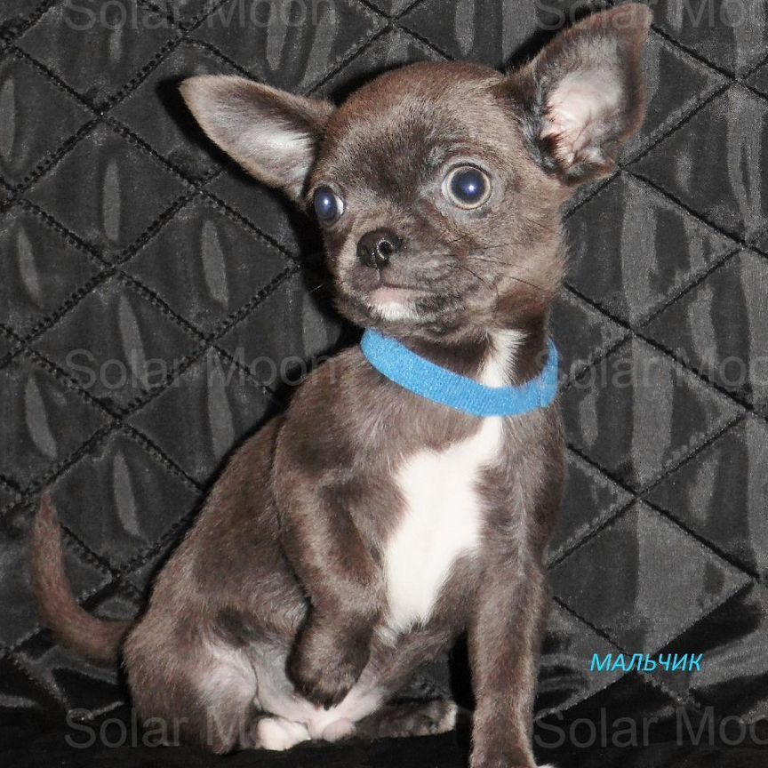 Чихуахуа, щенок