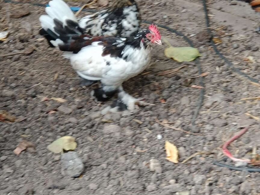 Алтайская бентамка петух