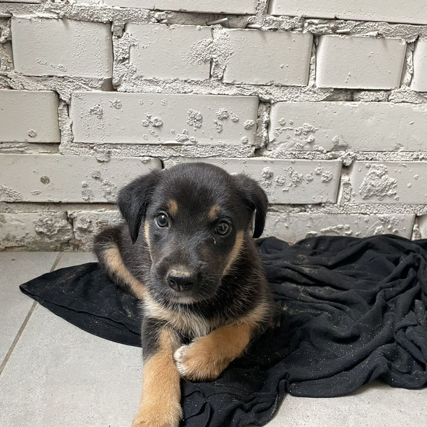 Домашние животные собаки щенки