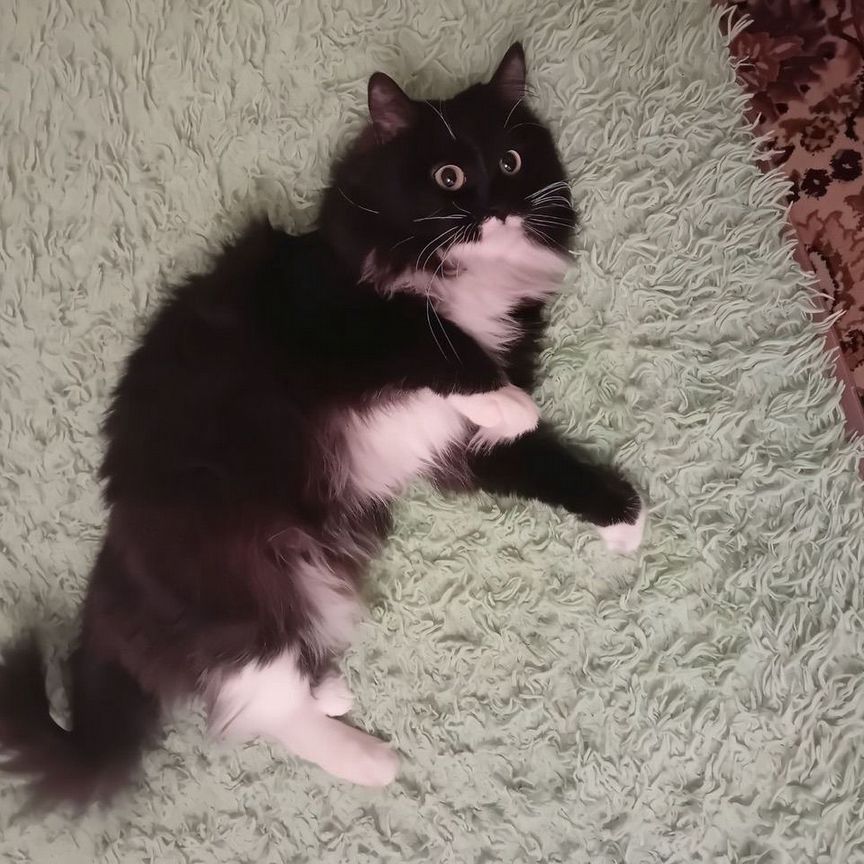 Взрослая, кошка в добрые руки