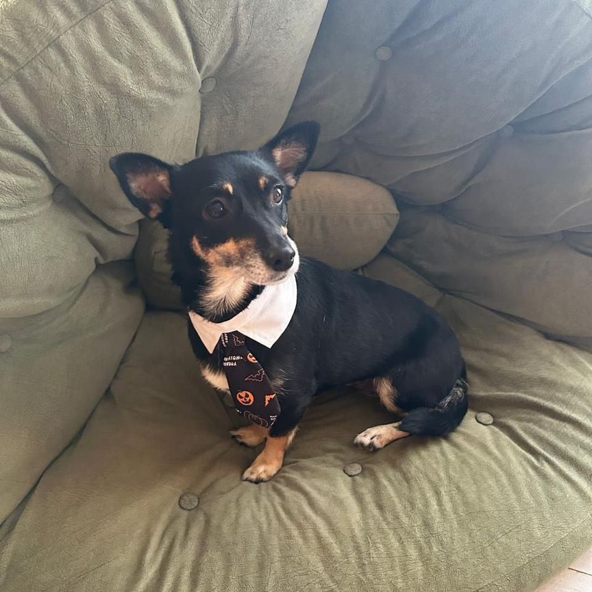 Собака в добрые руки