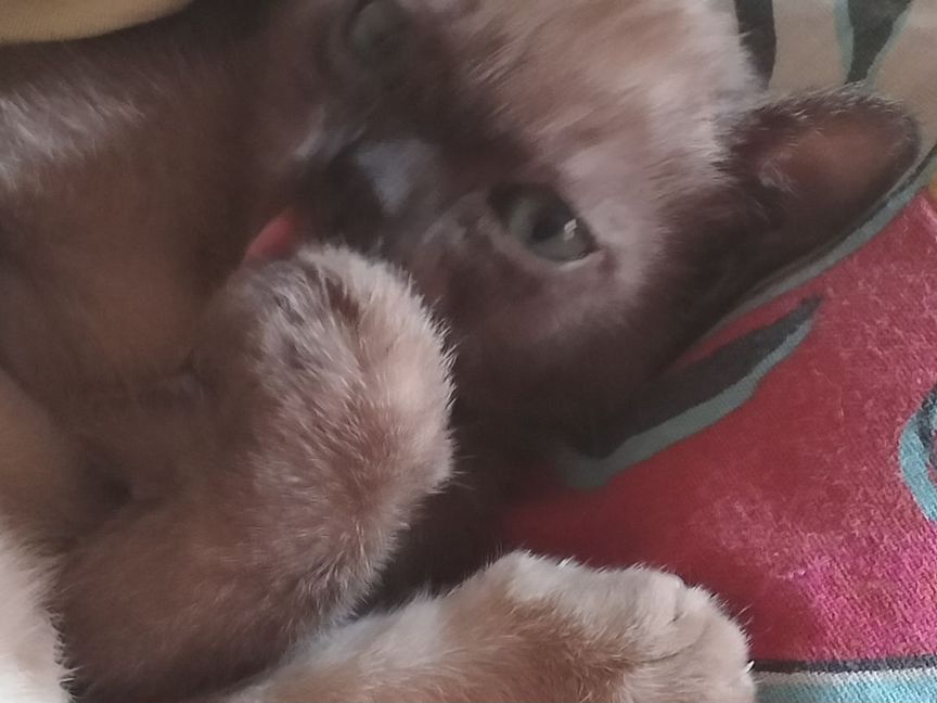 Бурманские котята
