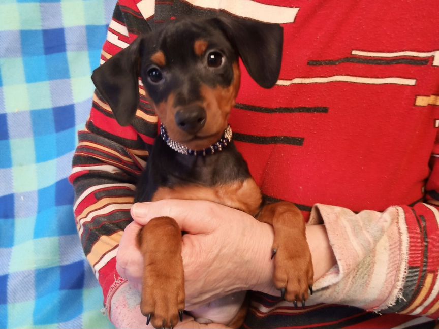 Щенки цвергпинчера