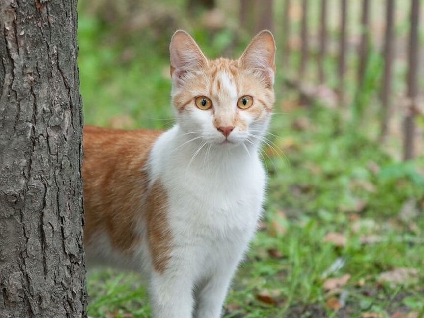 Рыжий котик подброшен во двор. Ему около 6 мес