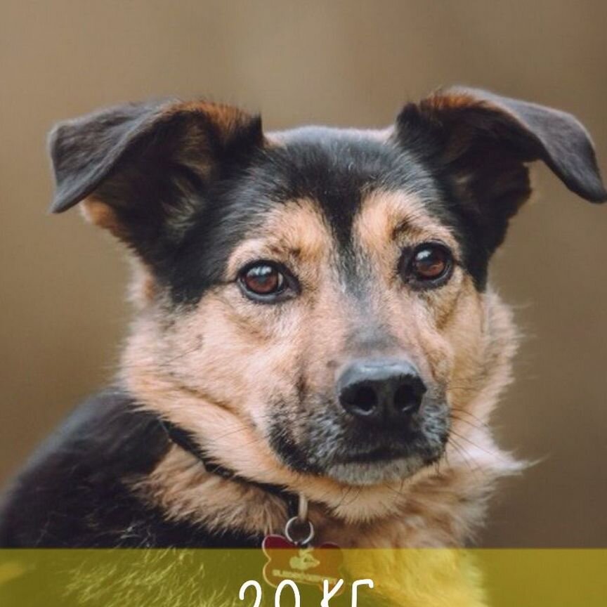 Взрослый пёс в добрые руки