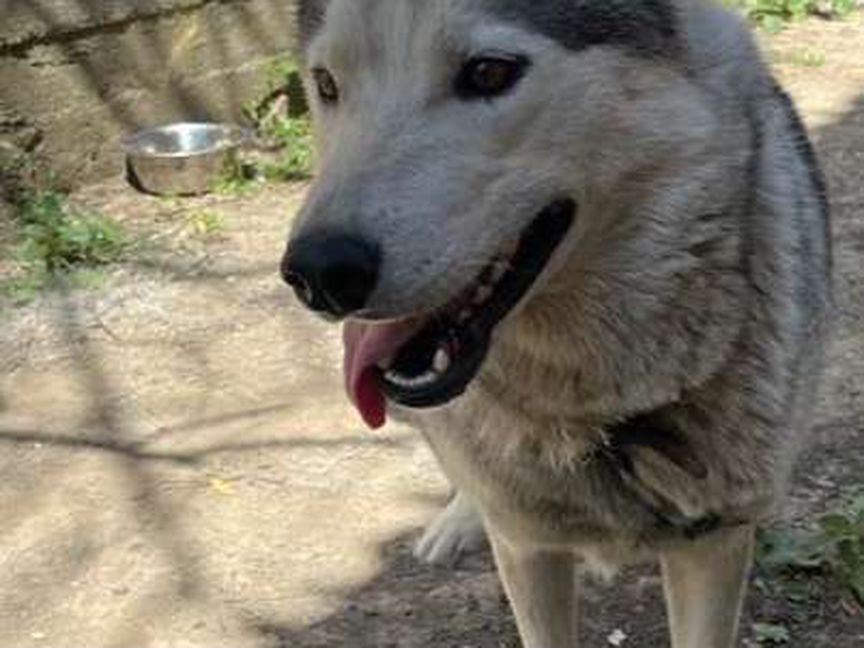 Сибирский хаски бесплатно