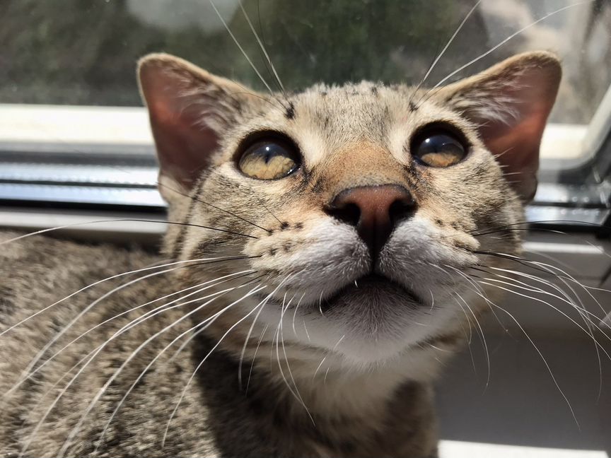 Маленький тигра ищет дом