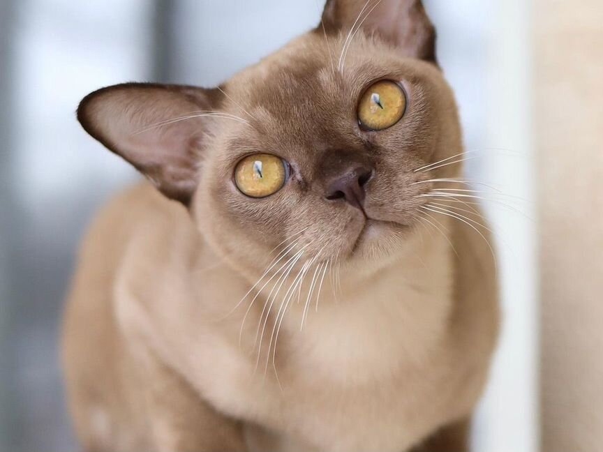 Бурманский кот Бембик