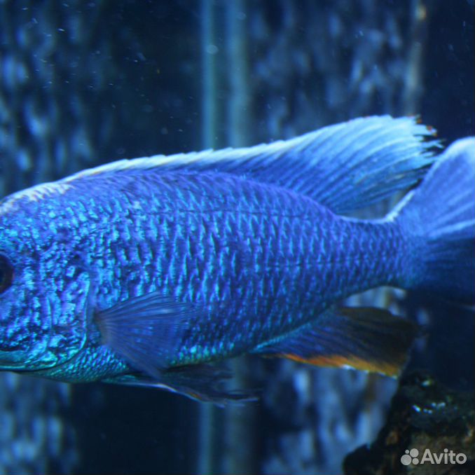Хаплохромис Электрик Блю (L) (арт 3040)
