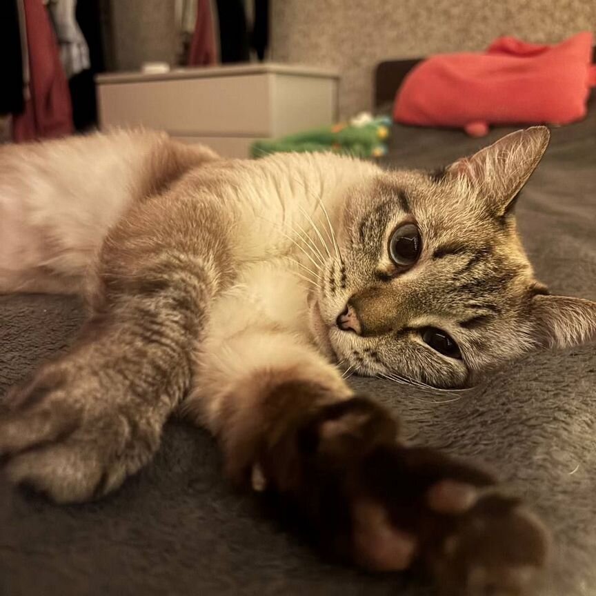 Взрослая, Девочка кошка в добрые руки