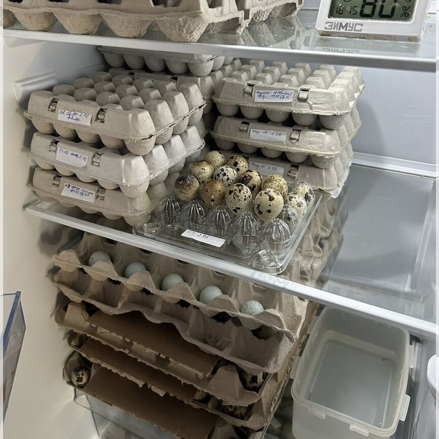 Инкубационное яйцо перепелов