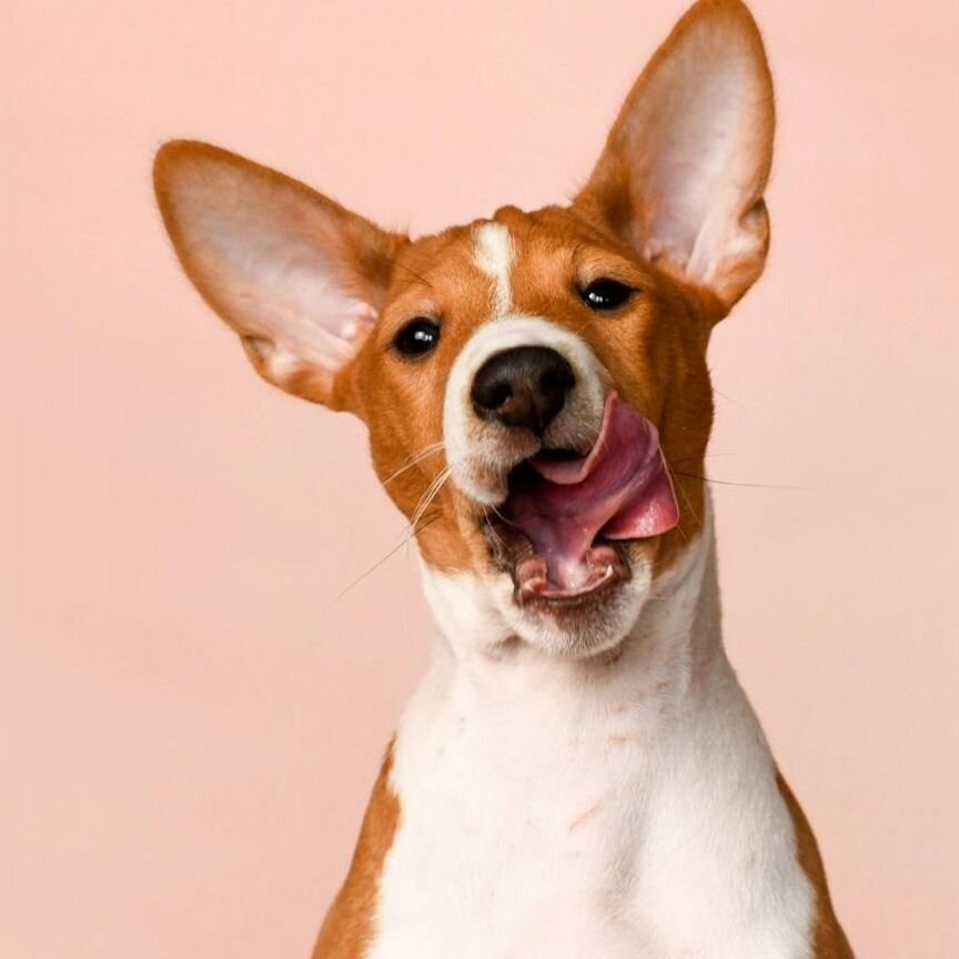 Басенджи, щенок