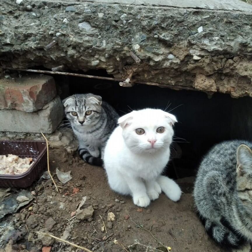 Пристраиваются в добрые руки