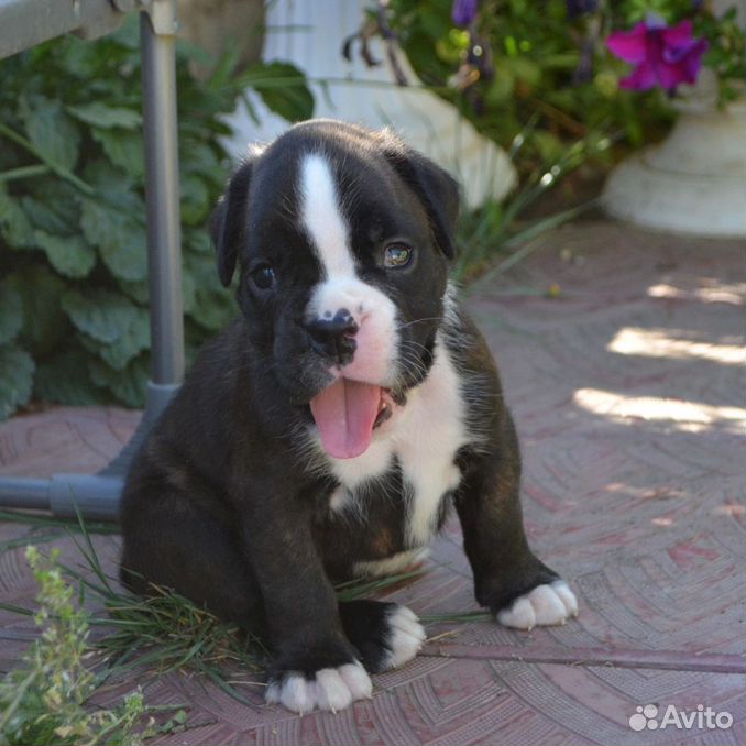 Тигровая девчушка веселушка