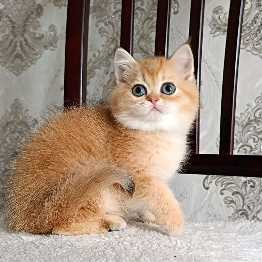 Девочка золотая шиншилла