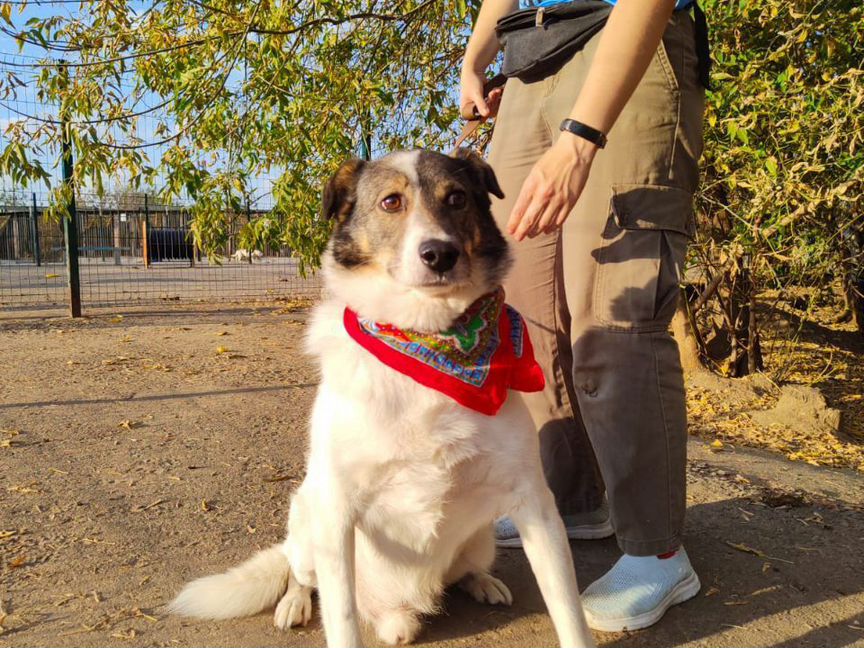 Лютик ищет дом