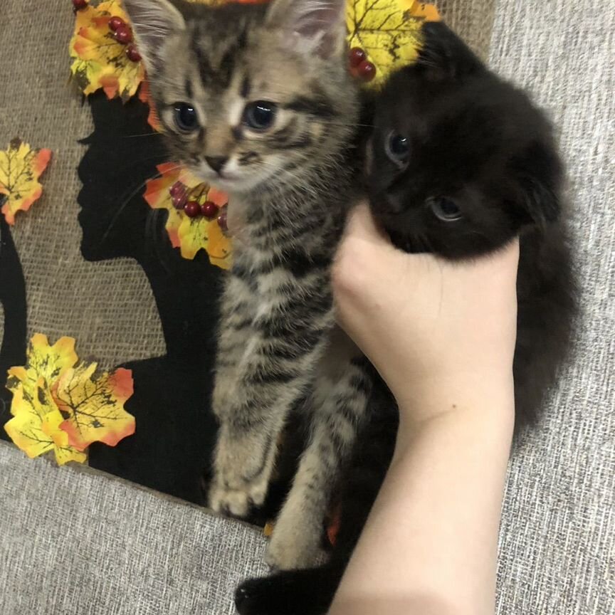 Котята в добрые руки