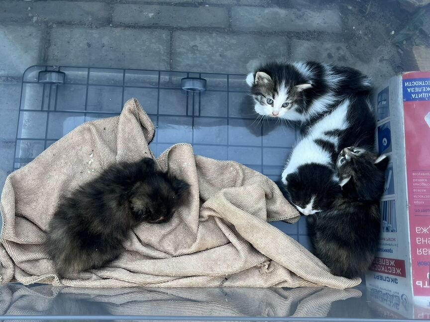 Котята от мышеловки