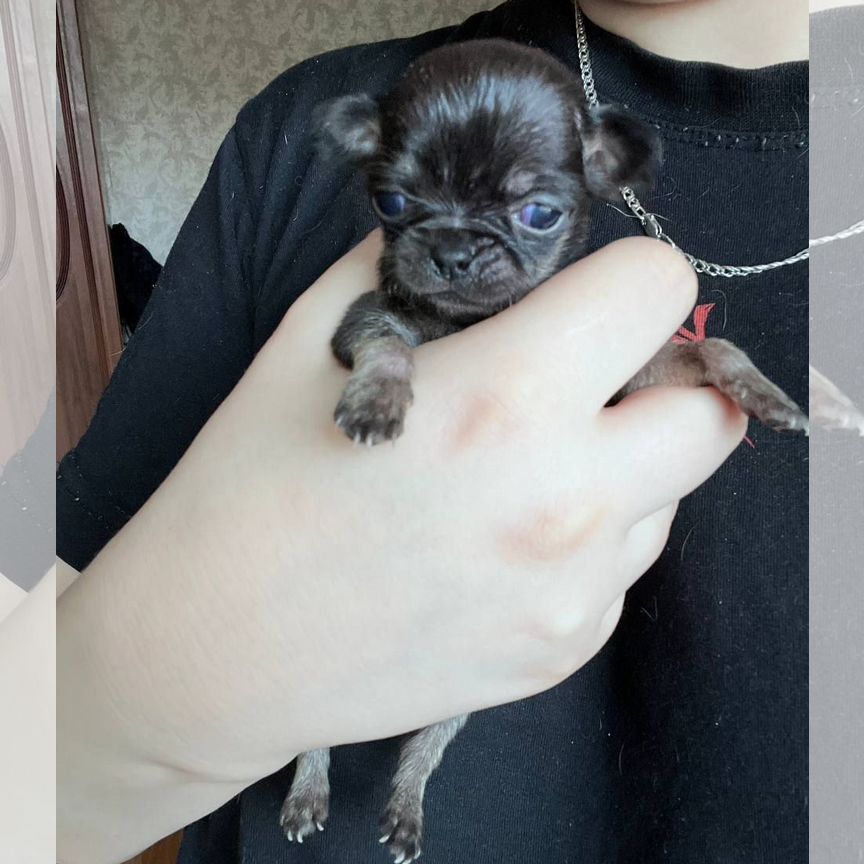 Чихуахуа, щенок