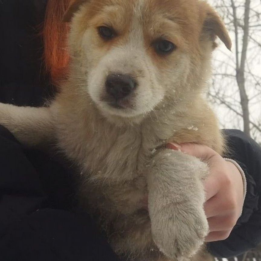 Малышка ищет дом помогите