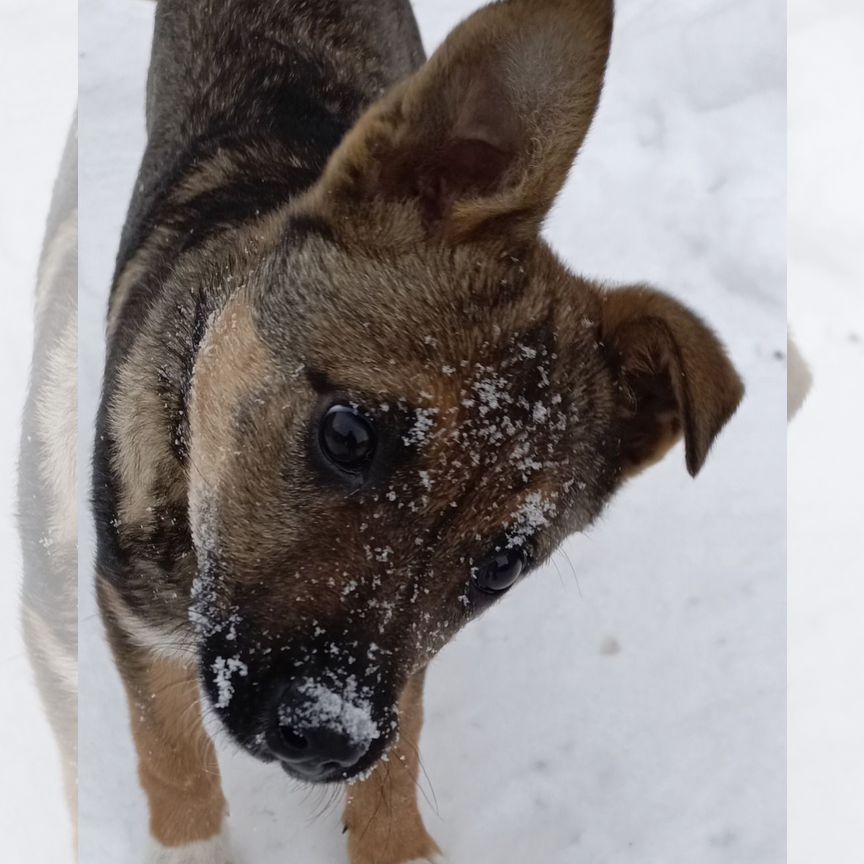 Щенок в добрые руки