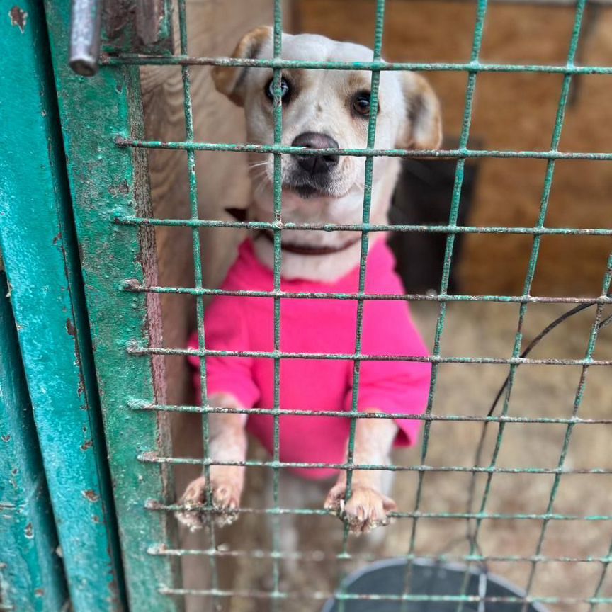 Взрослая собака в добрые руки