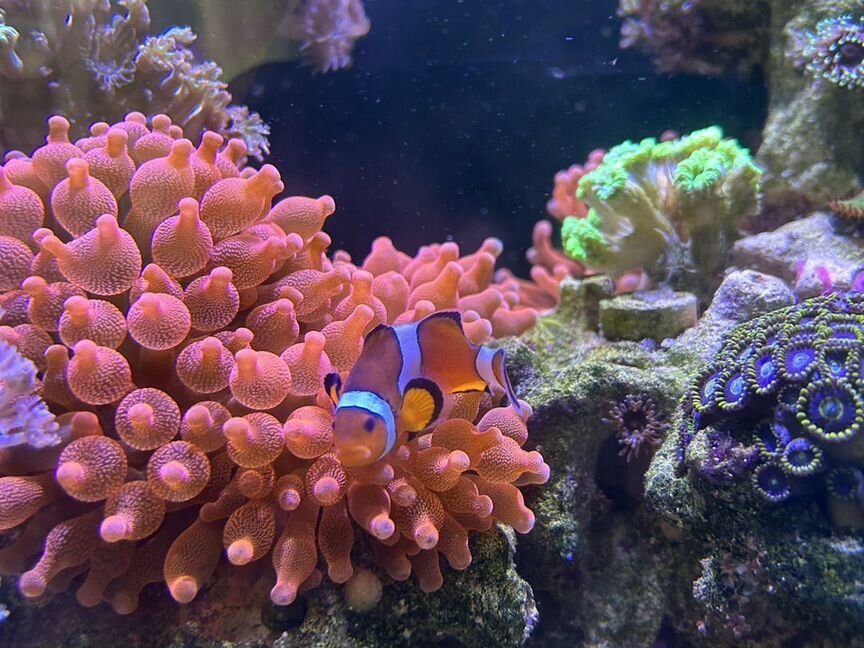 Морская рыбка клоун оцелярис