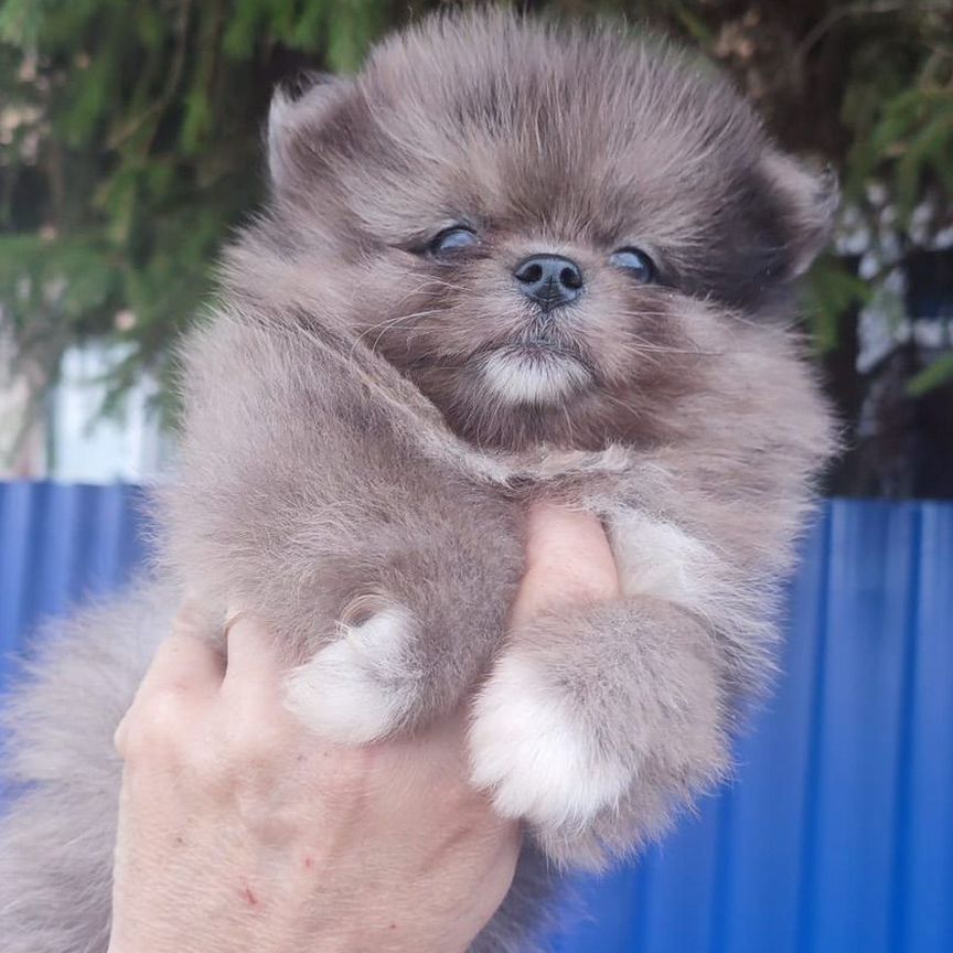 Померанский шпиц, щенок