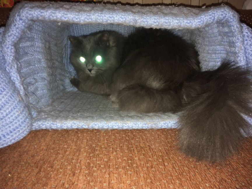 Домик для кошки