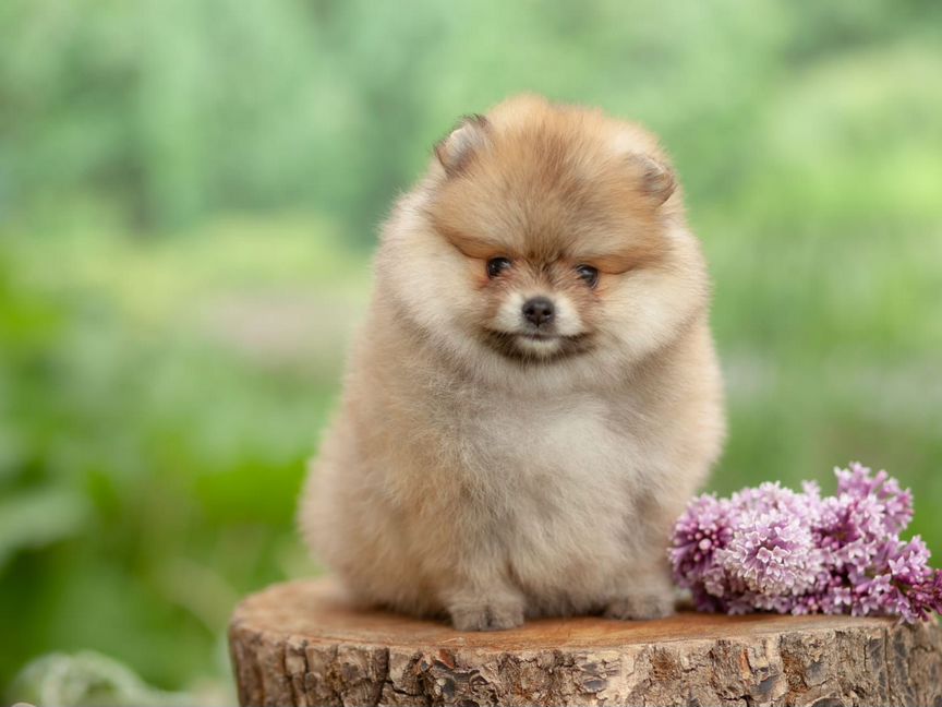 Щенки шпица