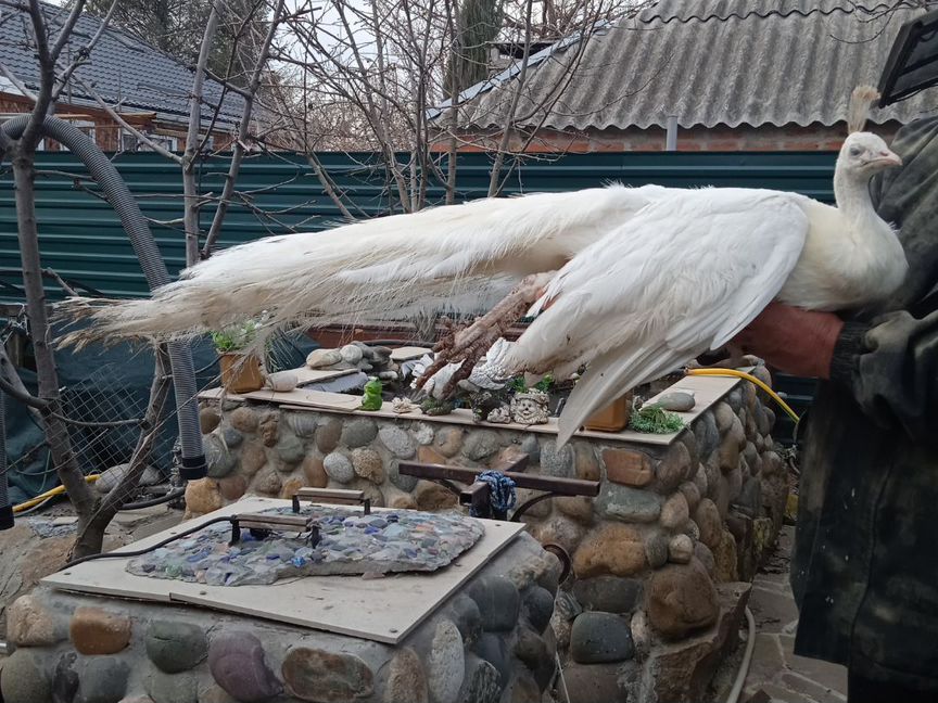 Белый павлин