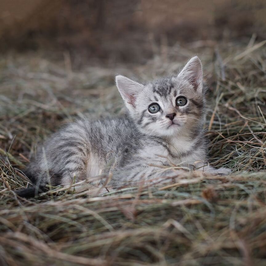 Котенок в добрые руки