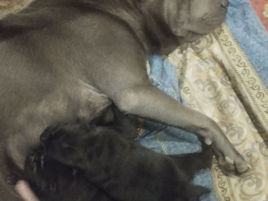 Щенки шарпей