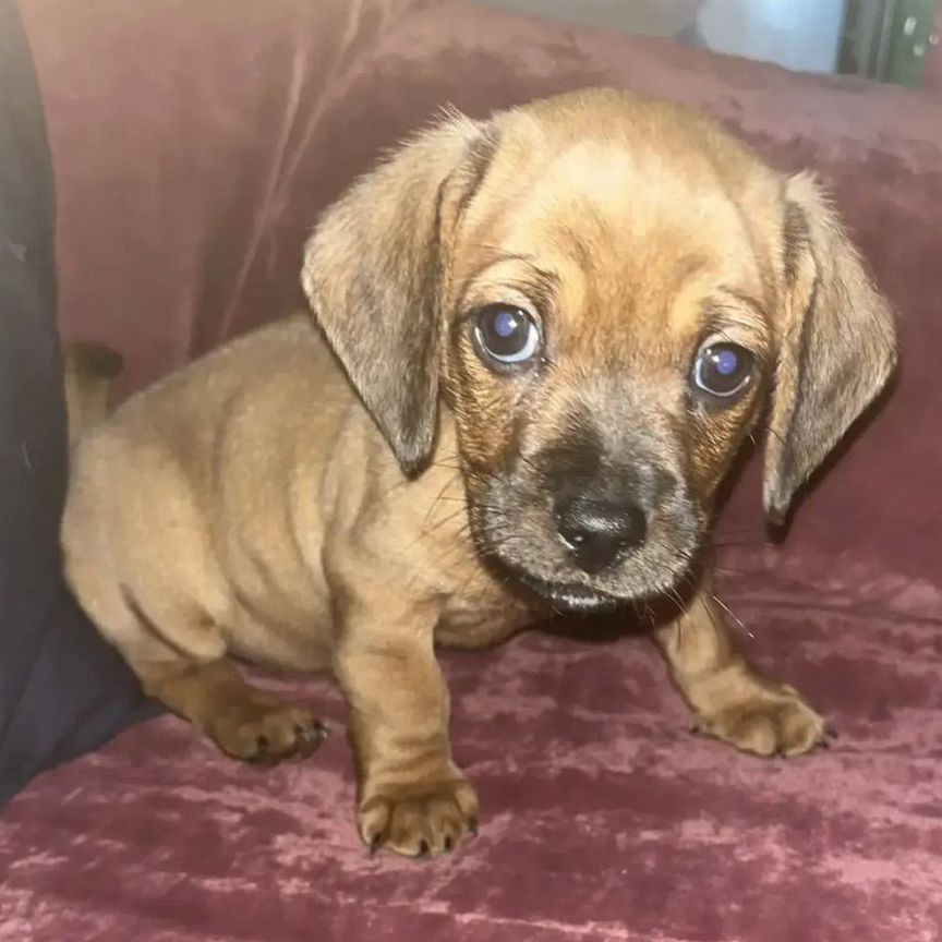 Русский той-терьер, щенок