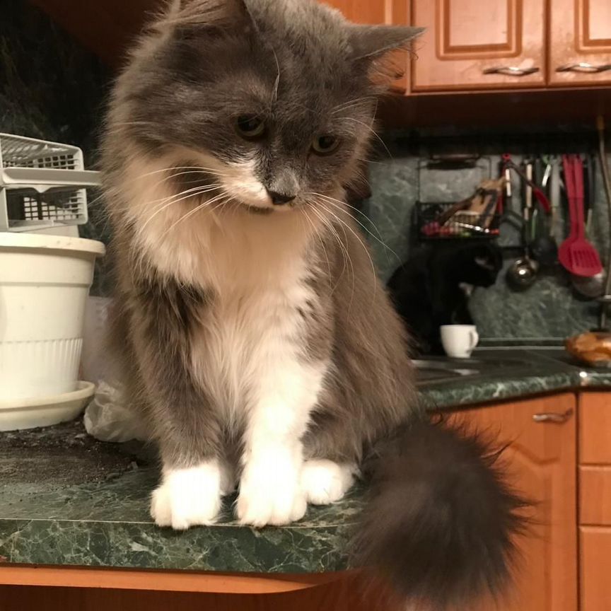 Шикарная кошечка Мася