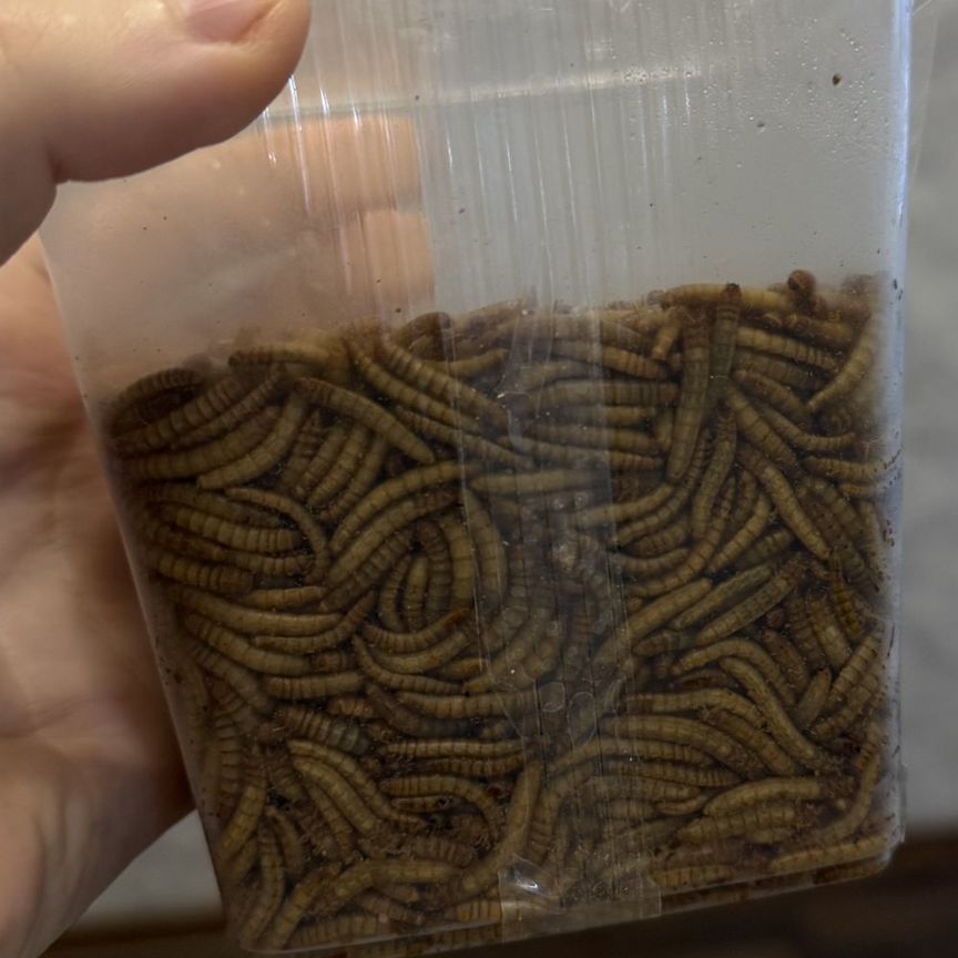 Мучной червь живой