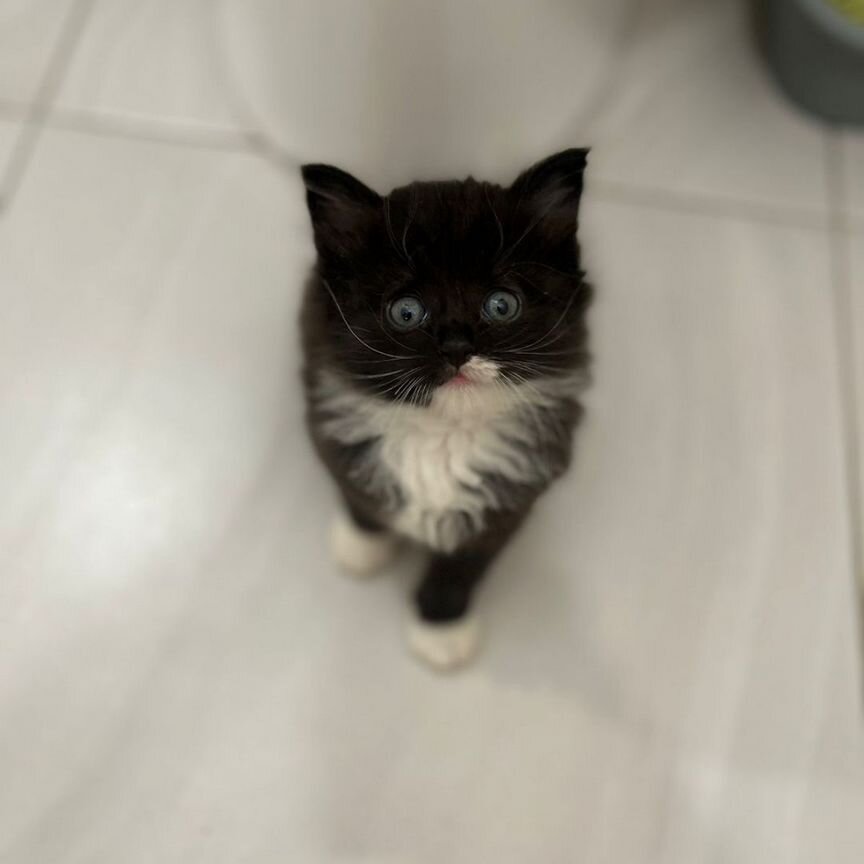 Котенок чудо