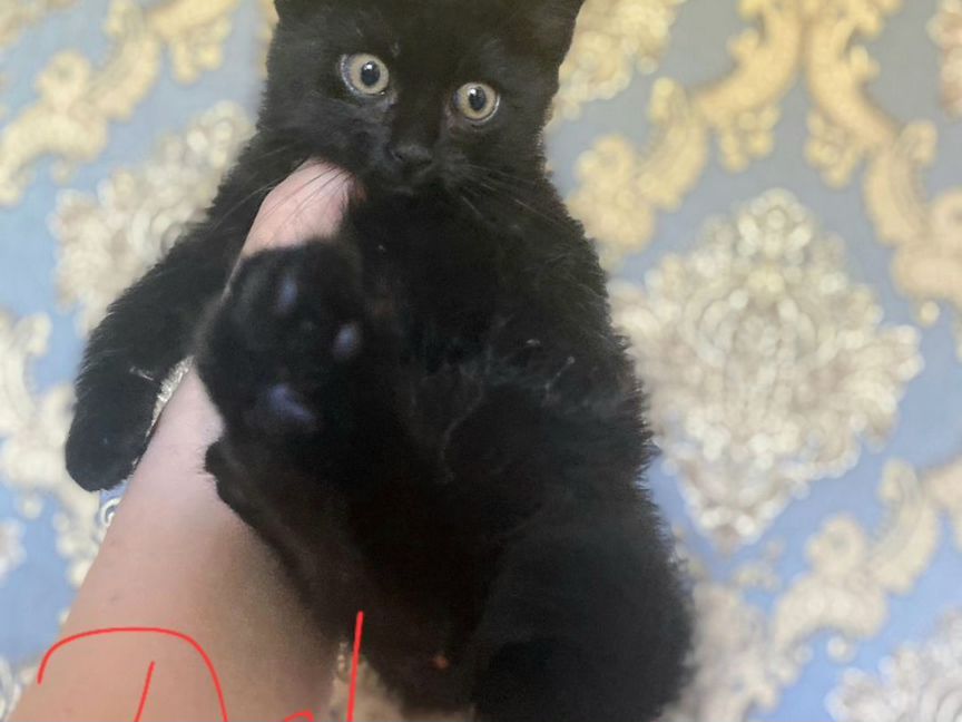 Котята черные, рыжие, трехцветные, дымчатые