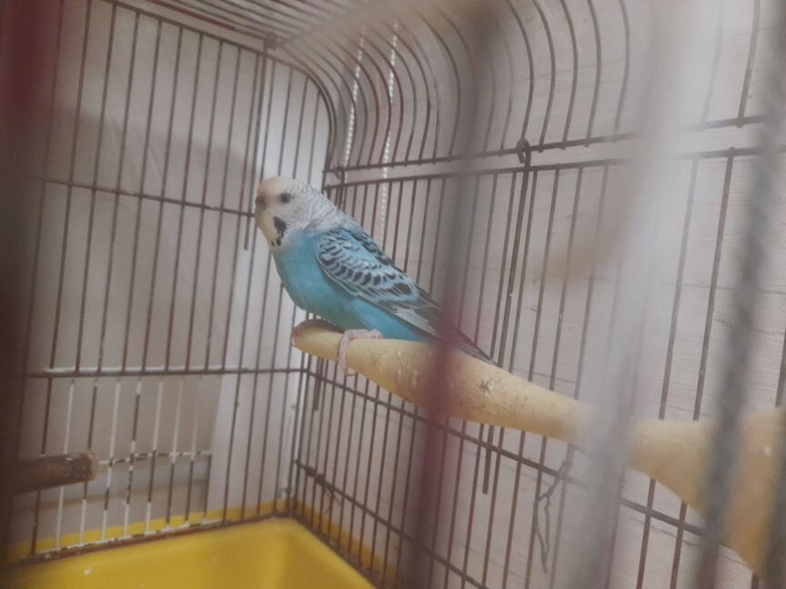 Волнистый попугай с клеткой