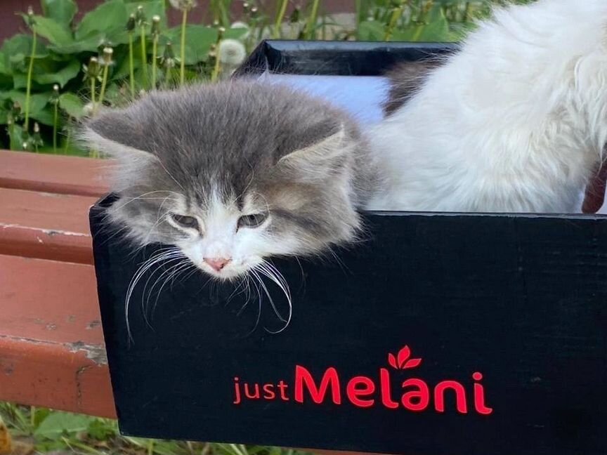 Сибирский котёнок