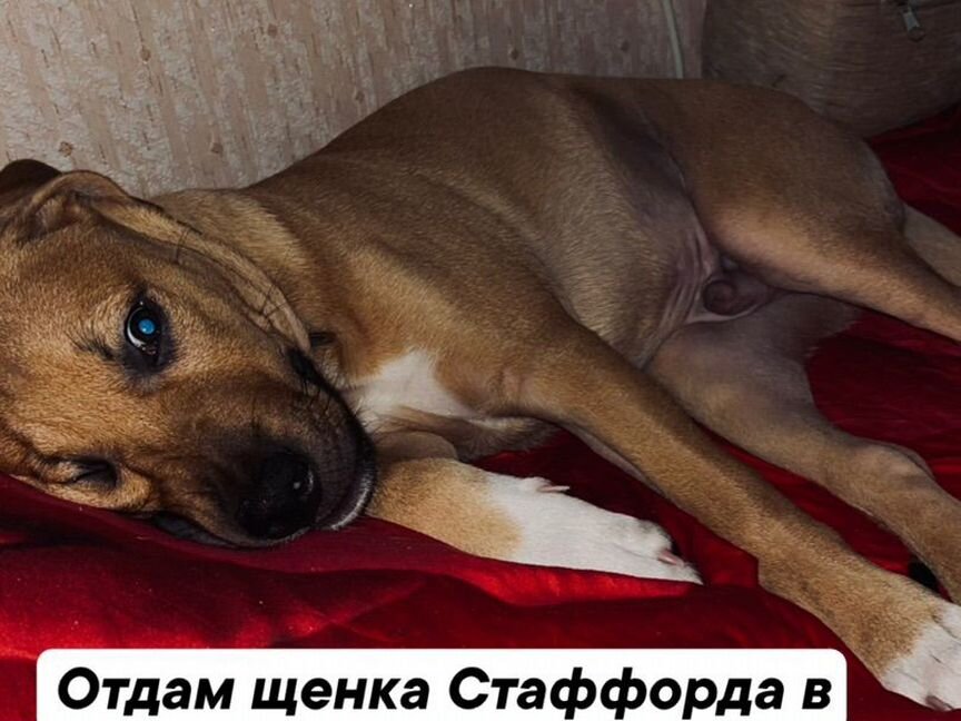 Щенок стаффорда бесплатно