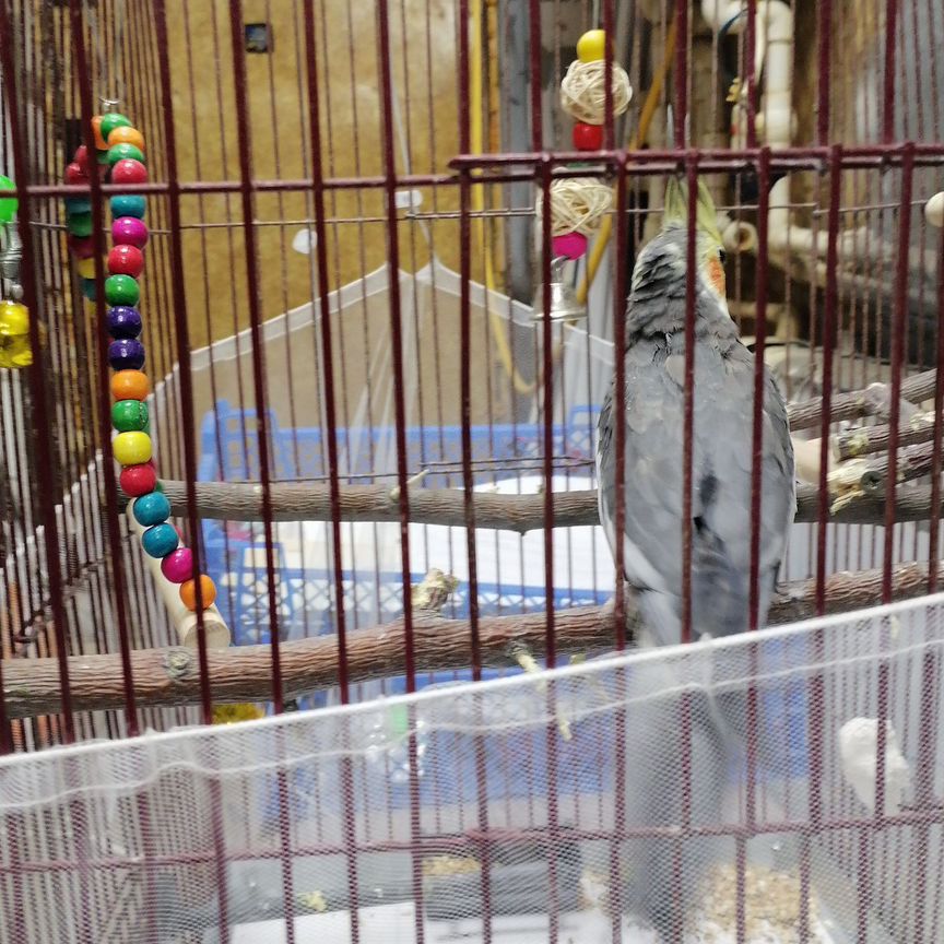 Попугай корелла с клеткой шахты