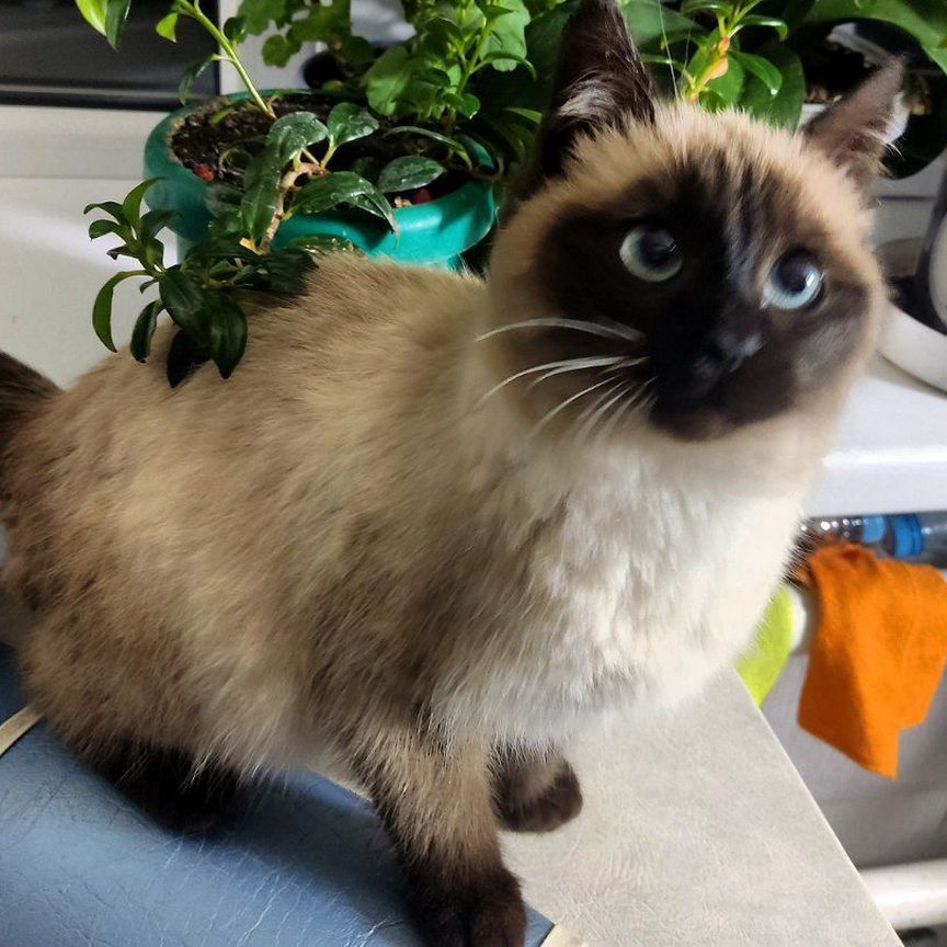 Сиамские котята в добрые руки бесплатно