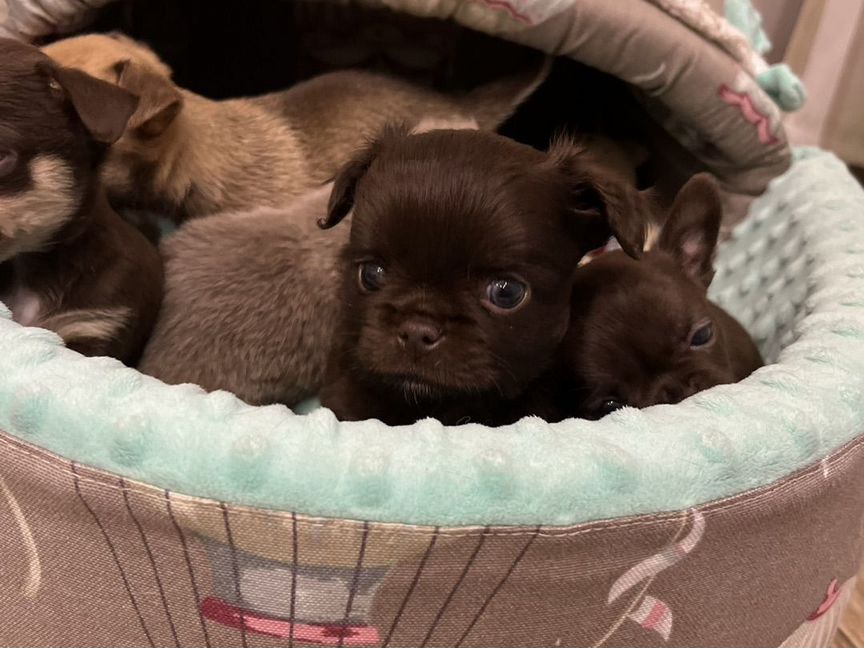 Лукошко счастья