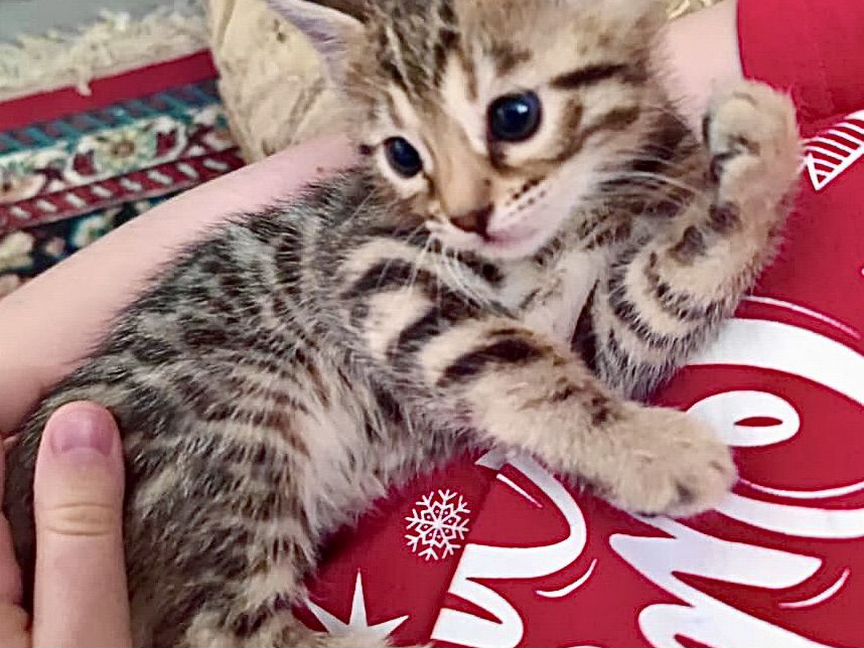 Бенгальская кошка