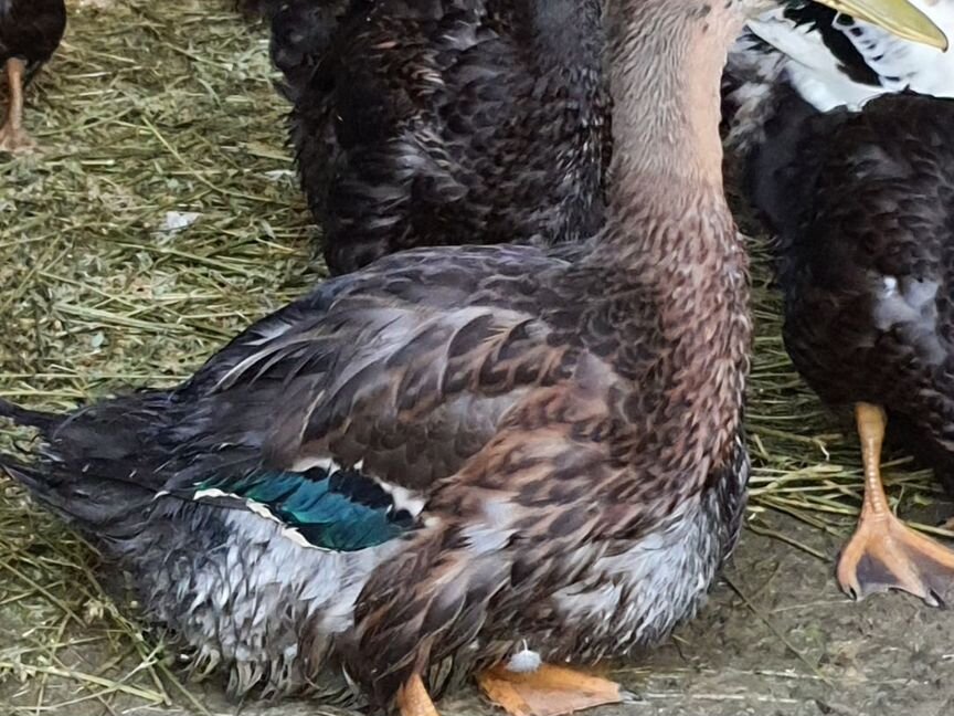 Руанская утка