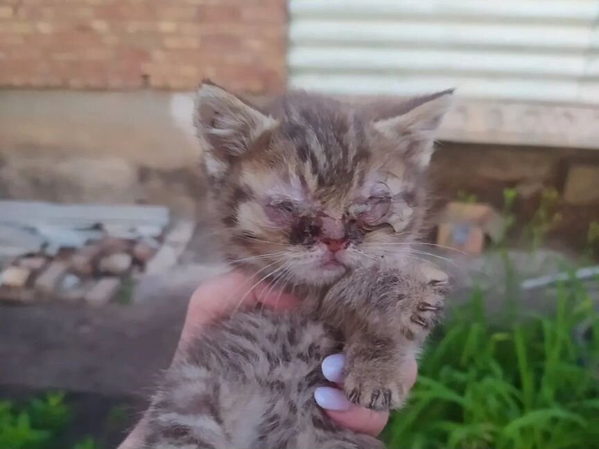 Бедный Котенок