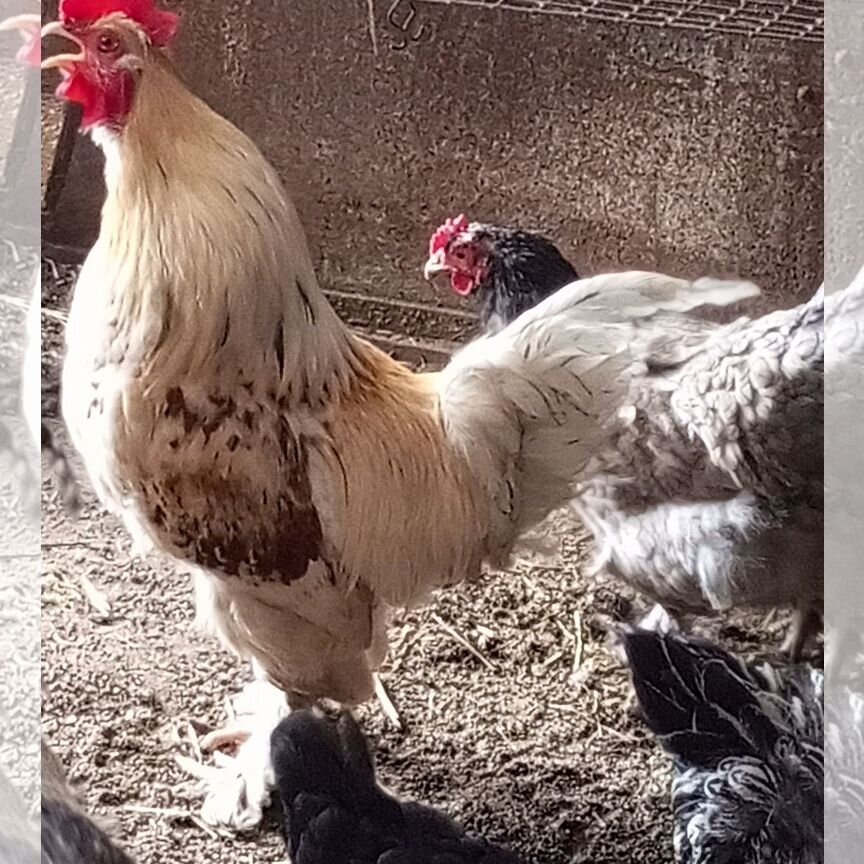 Продам петуха